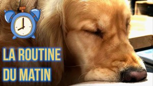A1/A2 – La routine du matin – CO/PE/PO – Ressource ton FLE